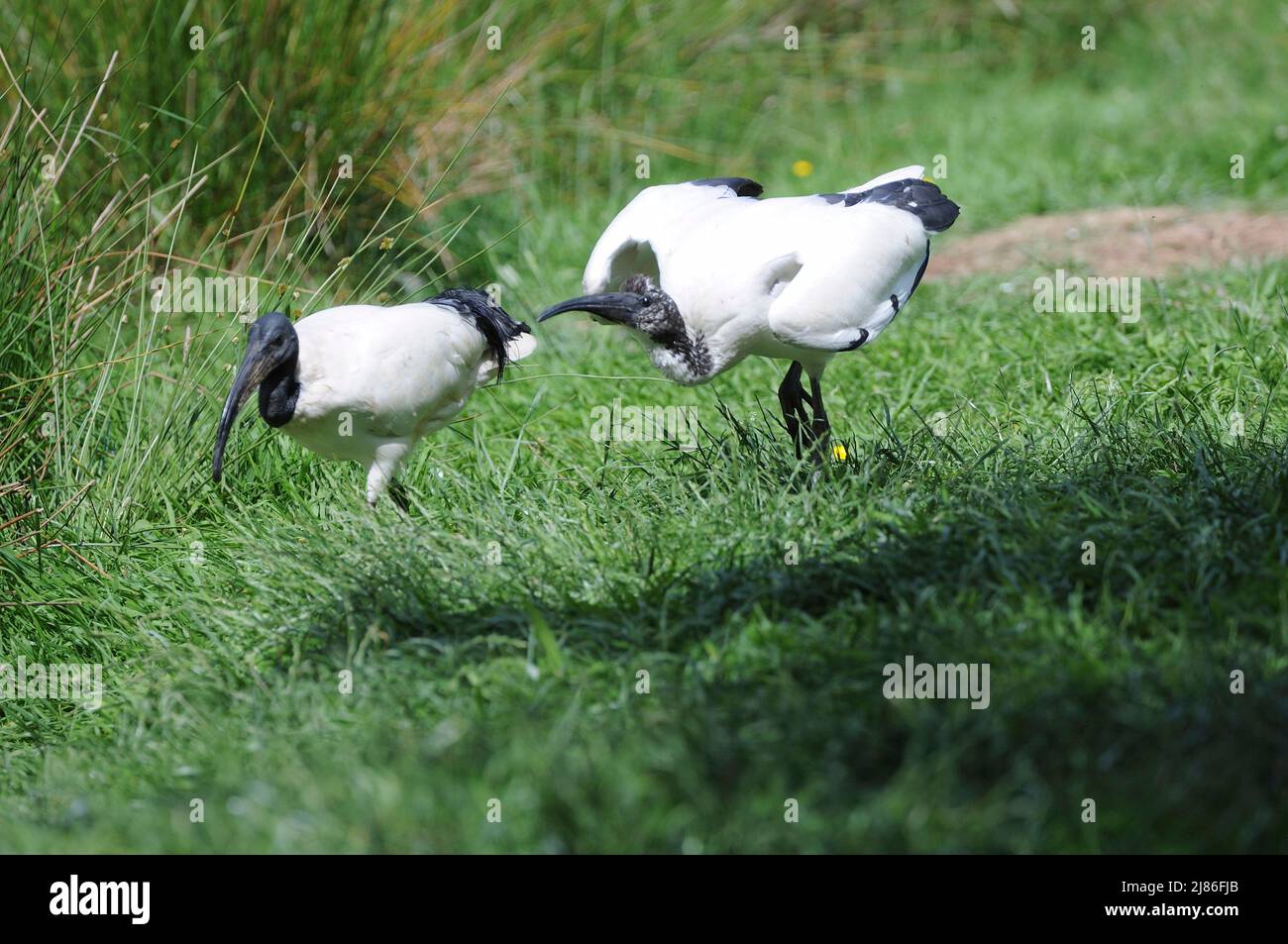 Sacred Ibis Courtship Sub-saharian Africa Stock Photo - Alamy