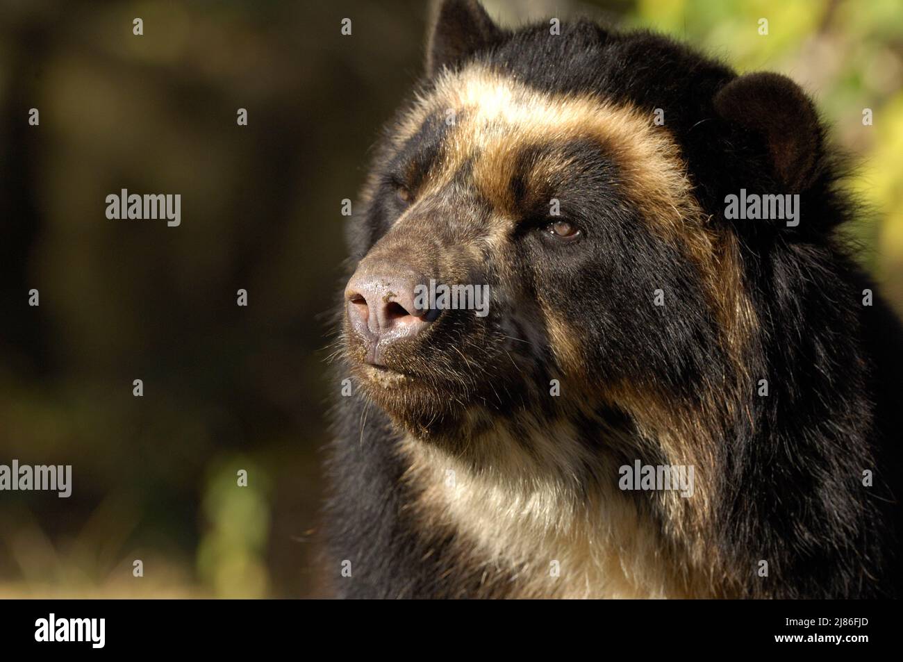 Portrait of Spectacled bear Stock Photo - Alamy