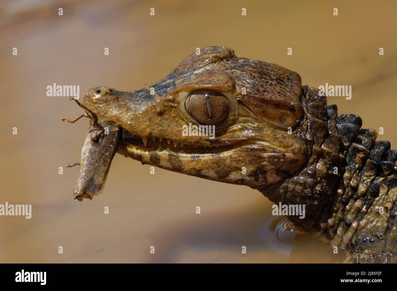 Dwarf caiman eating a Grasshoper in water French Guiana Stock Photo - Alamy