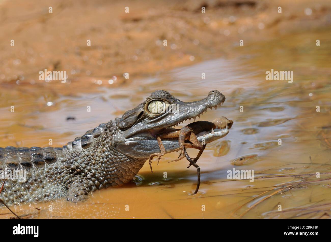 Dwarf caiman eating a Lizard in water French Guiana Stock Photo - Alamy