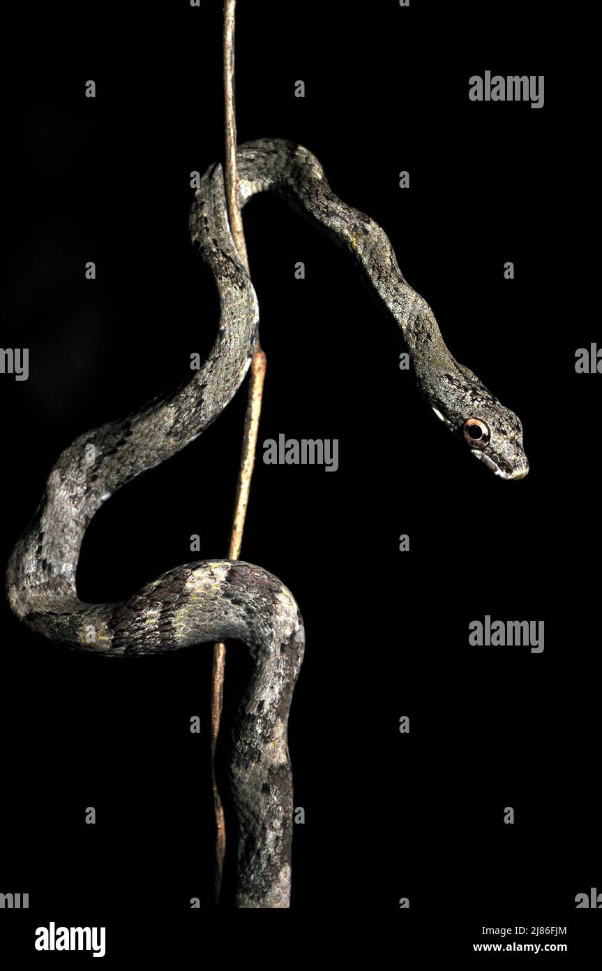 Puffin Snake on liane French Guiana Stock Photo - Alamy