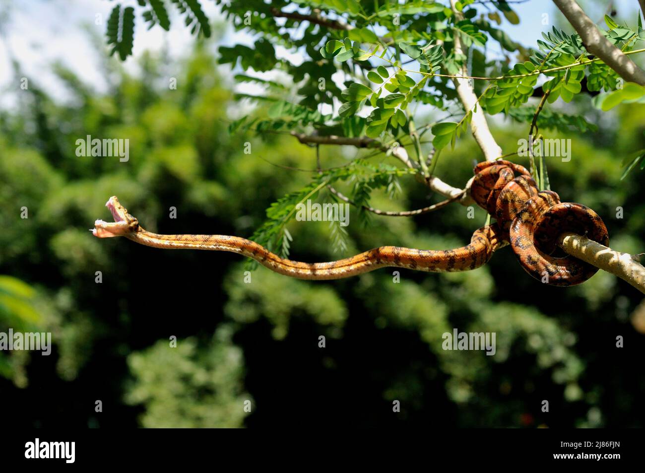 Cook's tree boa around a branch French Guiana Stock Photo - Alamy