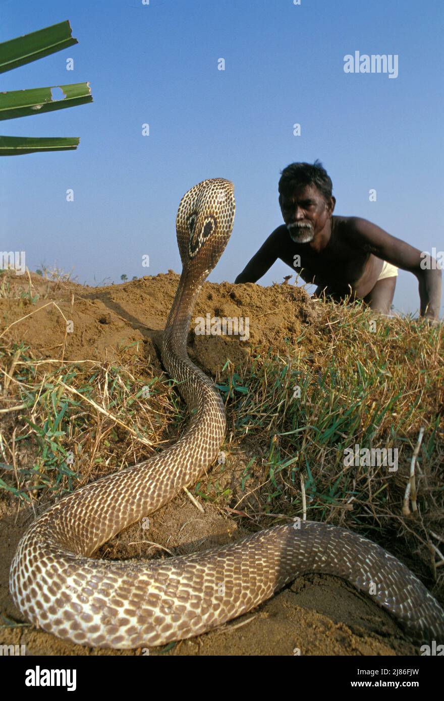 Tamil man and Indian Cobra (Naja naja) out of the burrow, India Stock ...