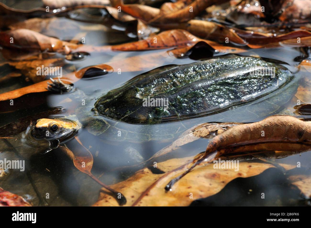 Twisted-neck Turtle in water French Guiana Stock Photo - Alamy