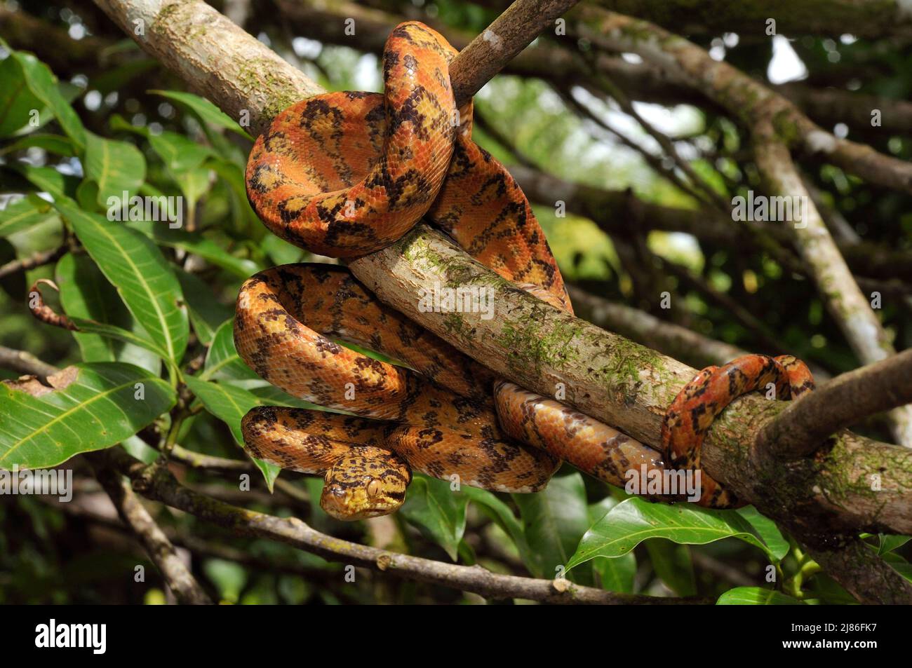 Cook's tree boa around a branch French Guiana Stock Photo - Alamy