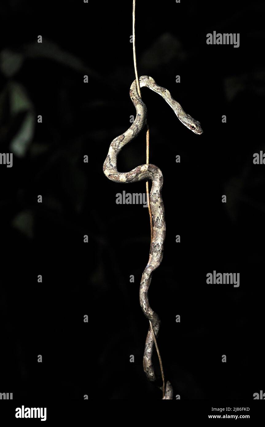 Puffin Snake on liane French Guiana Stock Photo - Alamy