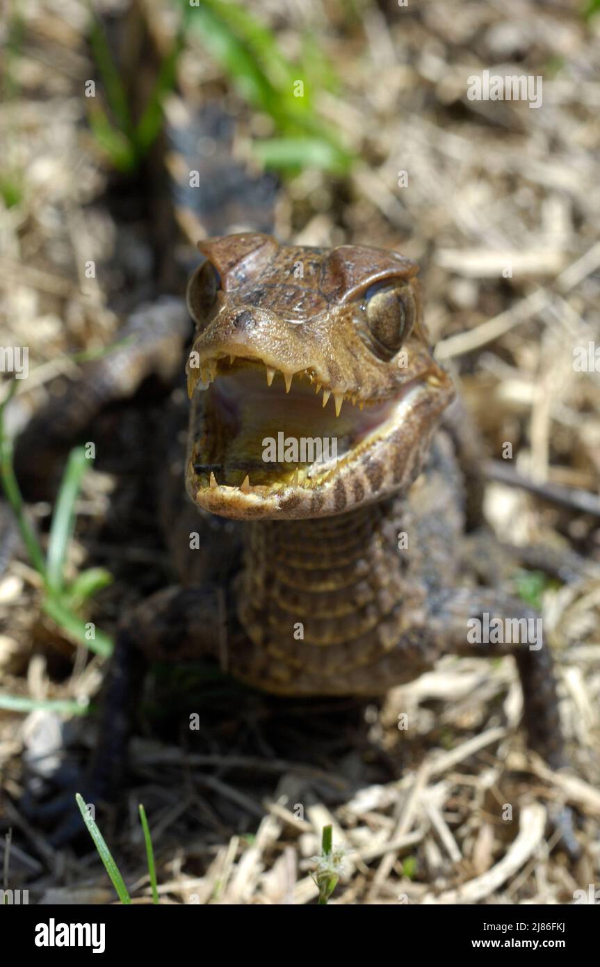 Dwarf caiman hunting a Grasshoper French Guiana Stock Photo - Alamy