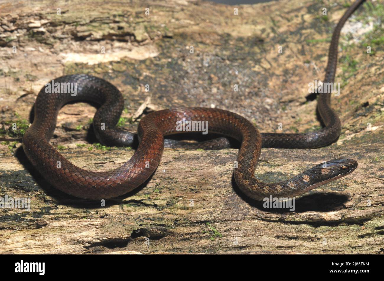Snake graceful hi-res stock photography and images - Alamy