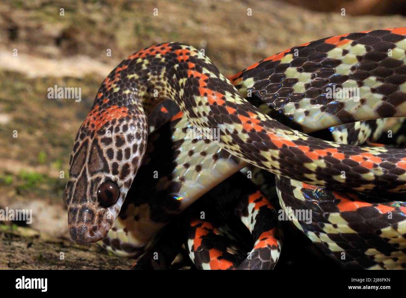 Clelia snake hi-res stock photography and images - Alamy