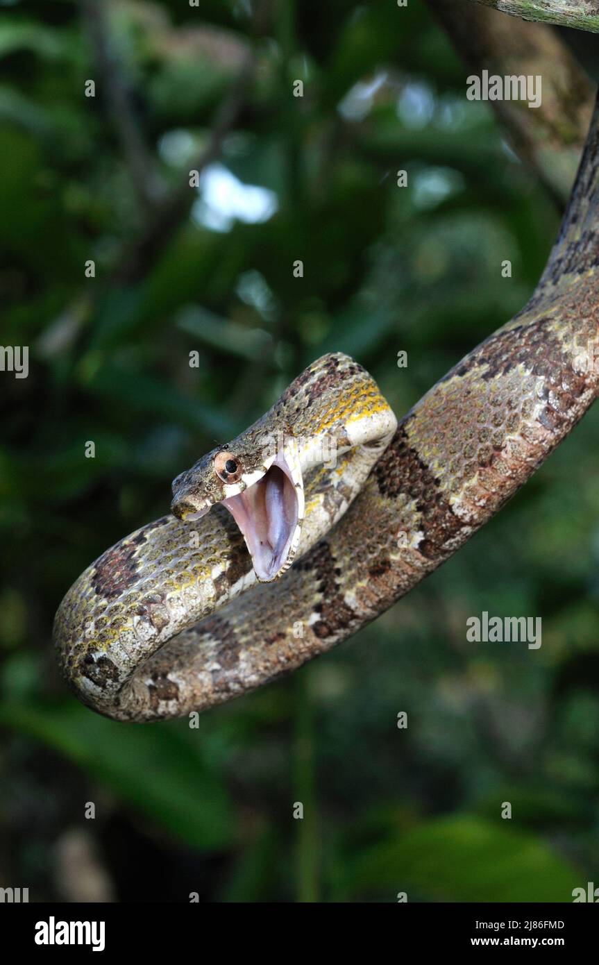 Portrait of Puffin Snake on branch French Guiana Stock Photo - Alamy