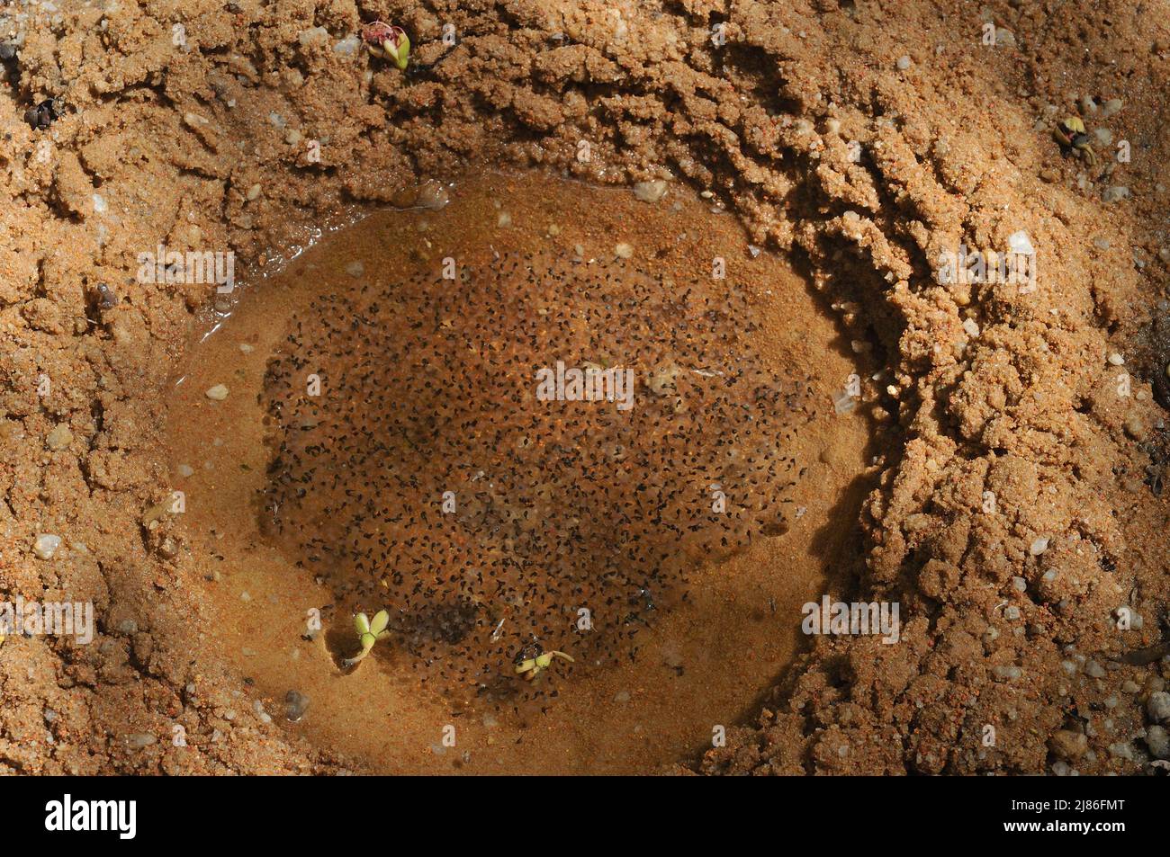 Eggs of Leaf-Frog in a nest dug French Guiana Stock Photo - Alamy