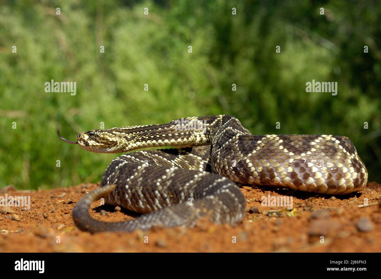 Tropical rattlesnake on ground Stock Photo - Alamy