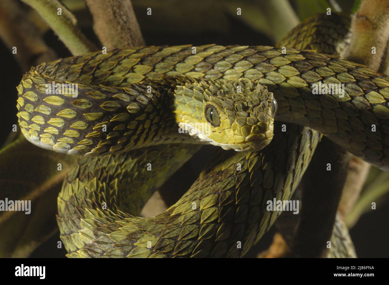Portrait of Green bush viper Stock Photo - Alamy