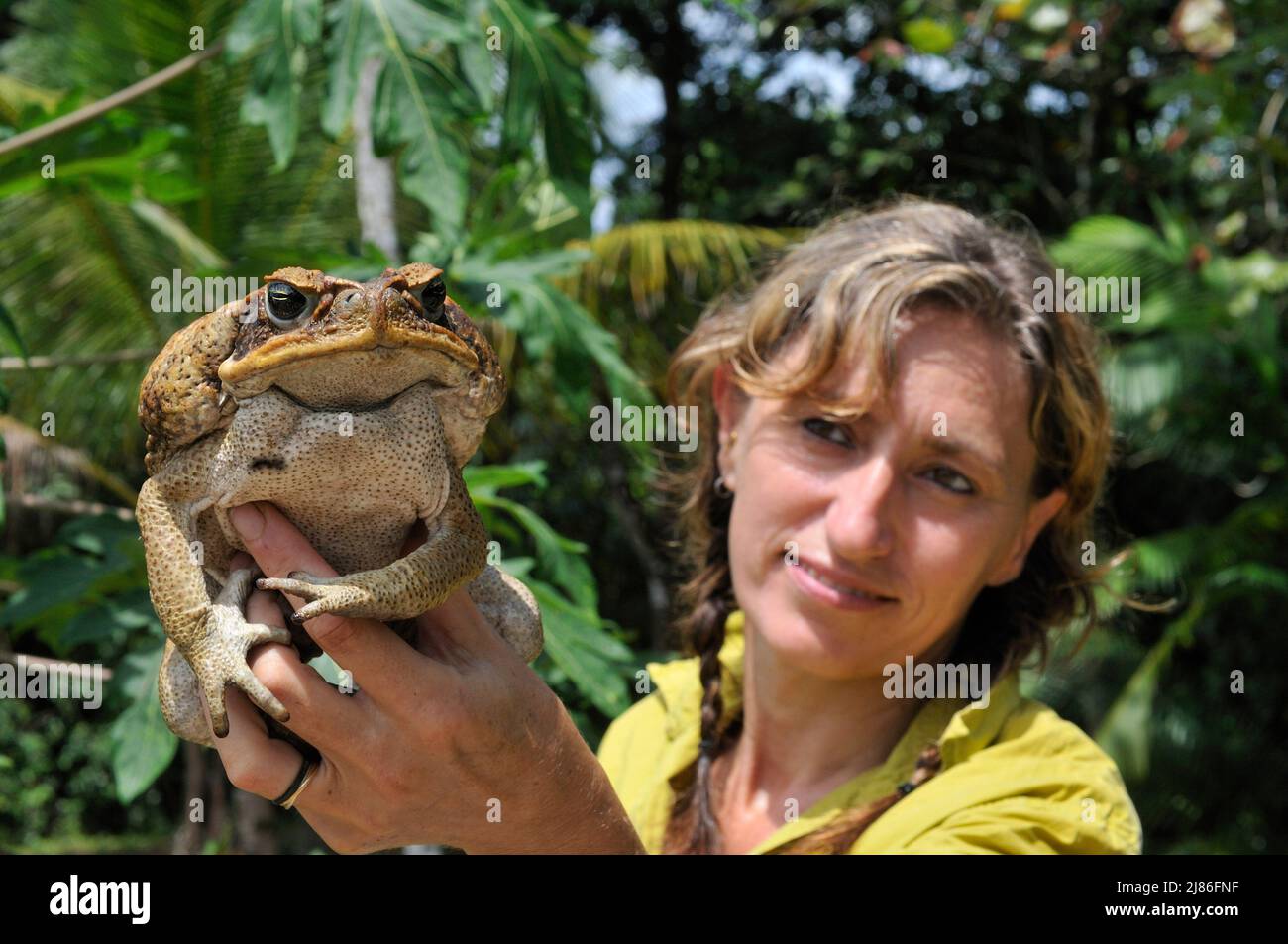 Woman showing a Marine Toad French Guiana Stock Photo - Alamy