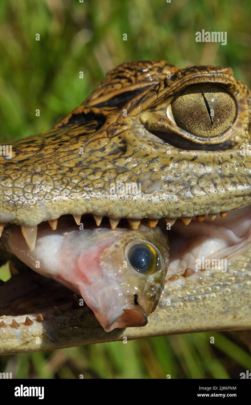 Caiman eating fish hi-res stock photography and images - Alamy
