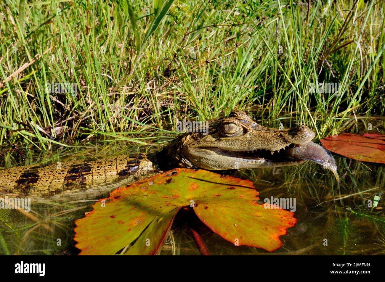 Spectacled Caiman eating fish French Guiana Stock Photo - Alamy