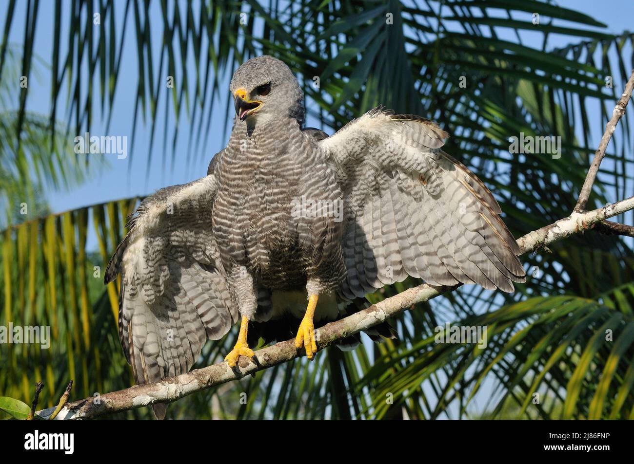 Grey hawk on a branch French Guiana Stock Photo - Alamy