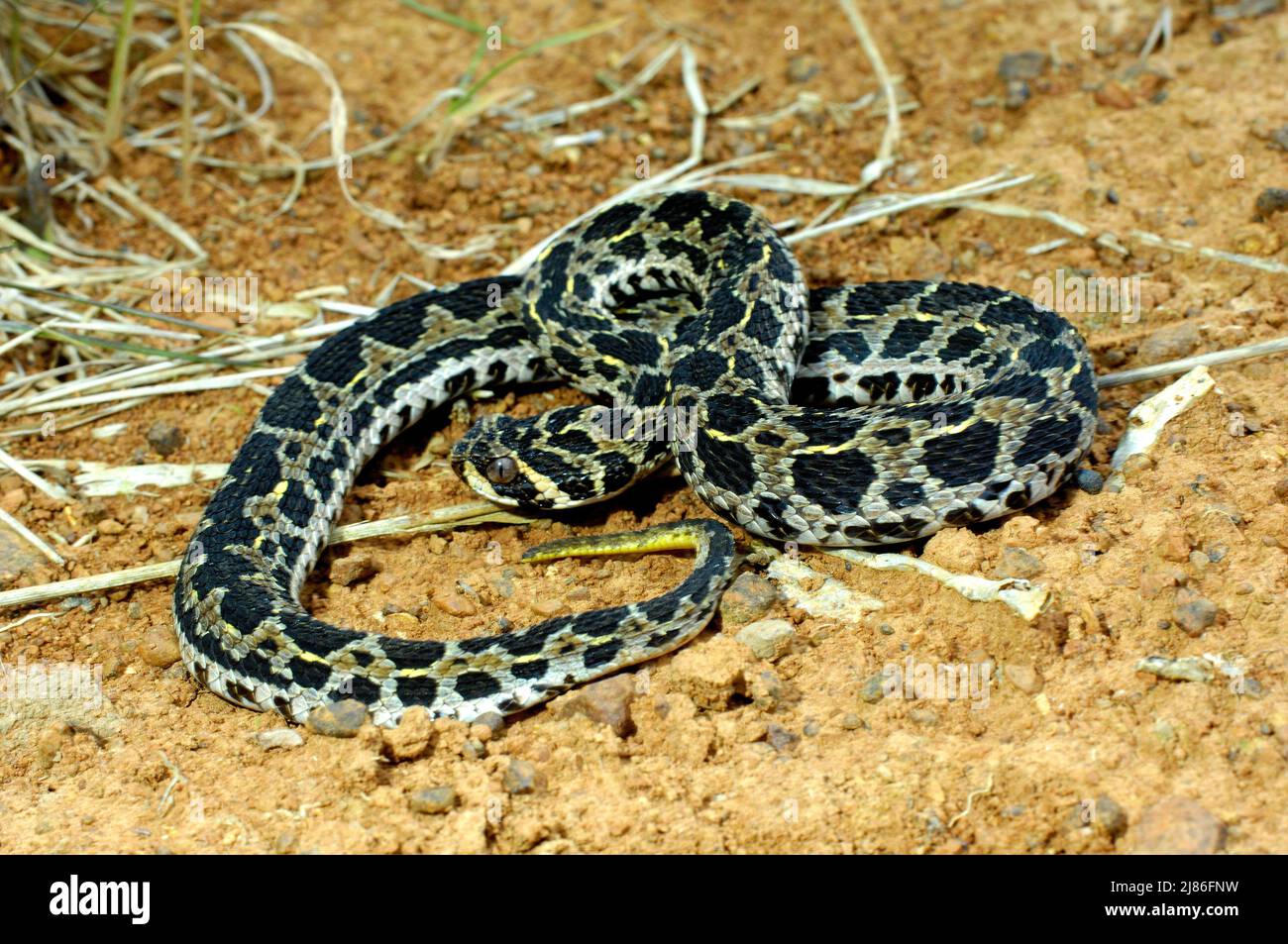Lowland Swamp Viper on ground Stock Photo - Alamy