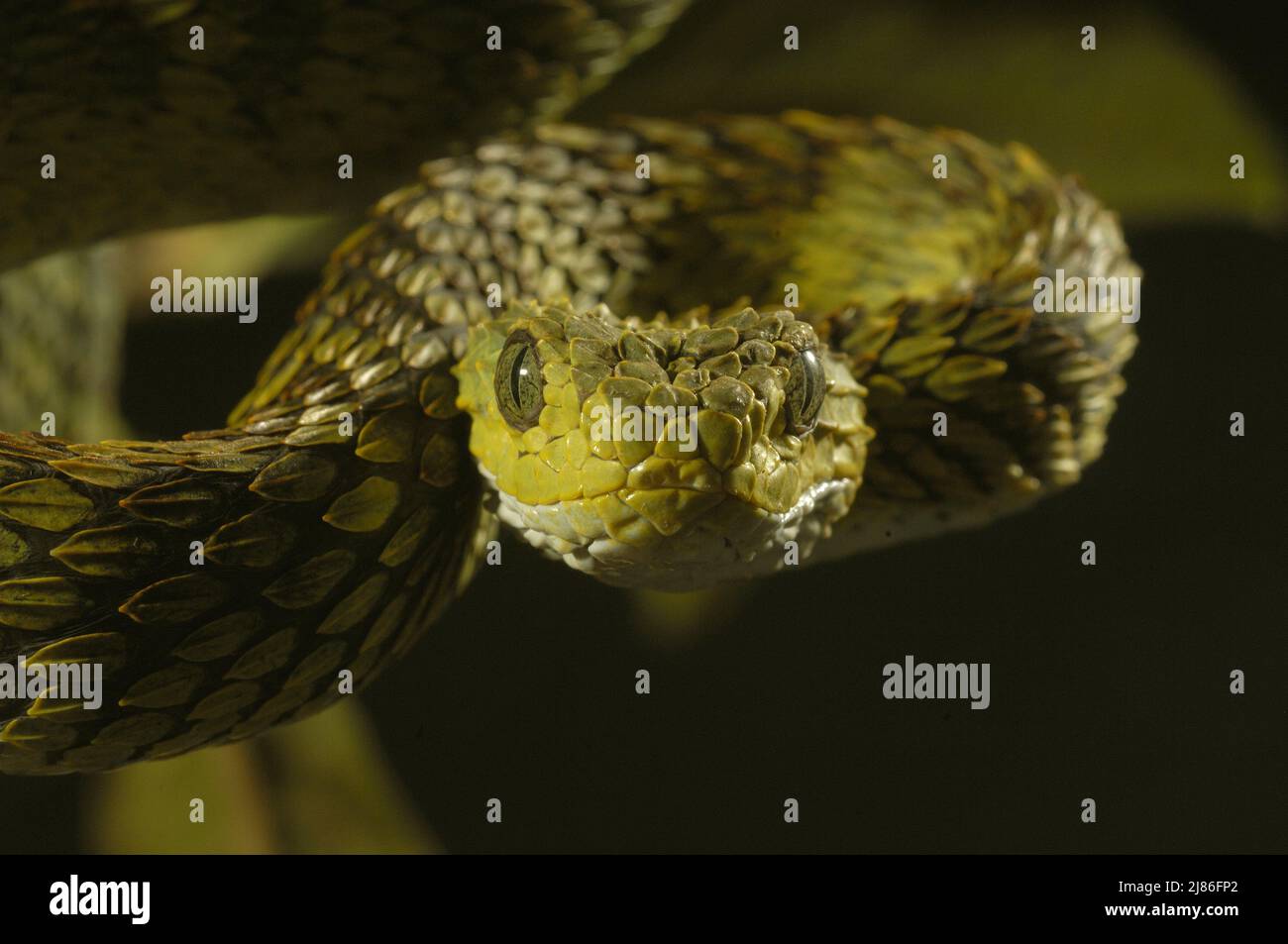 Portrait of Green bush viper Stock Photo - Alamy