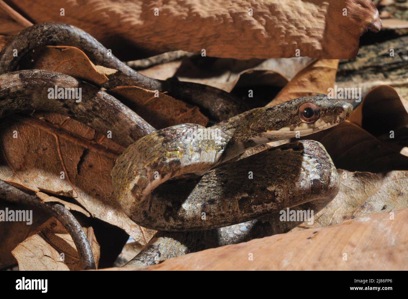 Puffin Snake on dead leaves French Guiana Stock Photo - Alamy