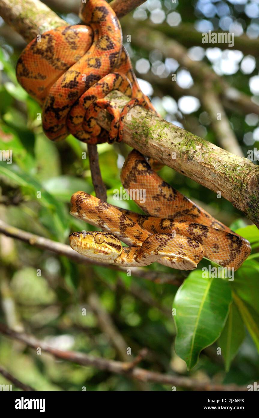Cook's tree boa around a branch French Guiana Stock Photo - Alamy