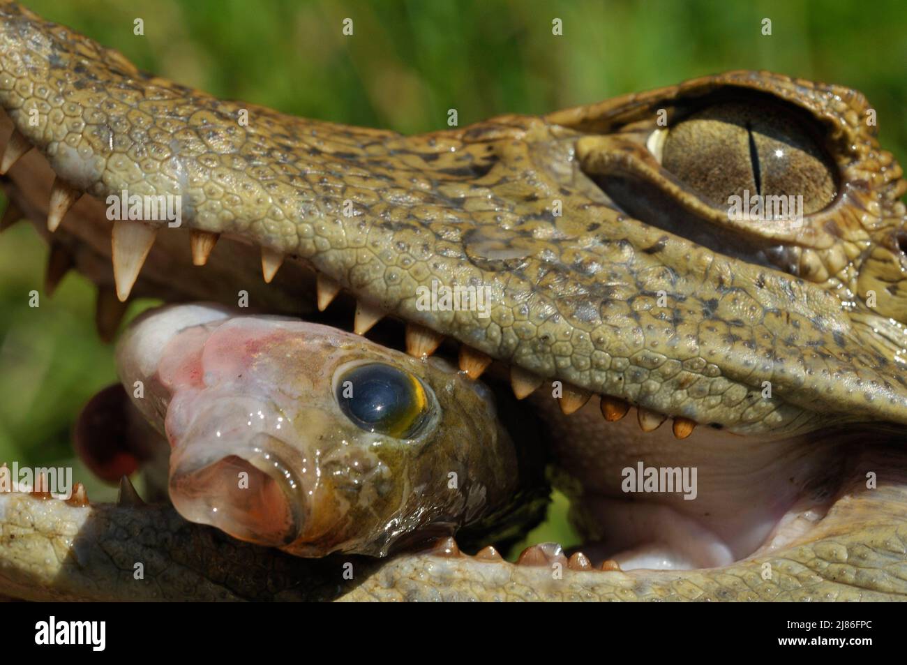 Spectacled Caiman eating fish French Guiana Stock Photo - Alamy