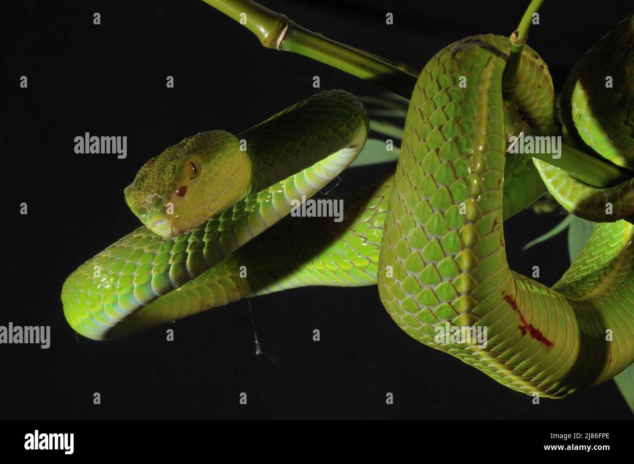 White-lipped pit viper on bamboo stem Stock Photo - Alamy