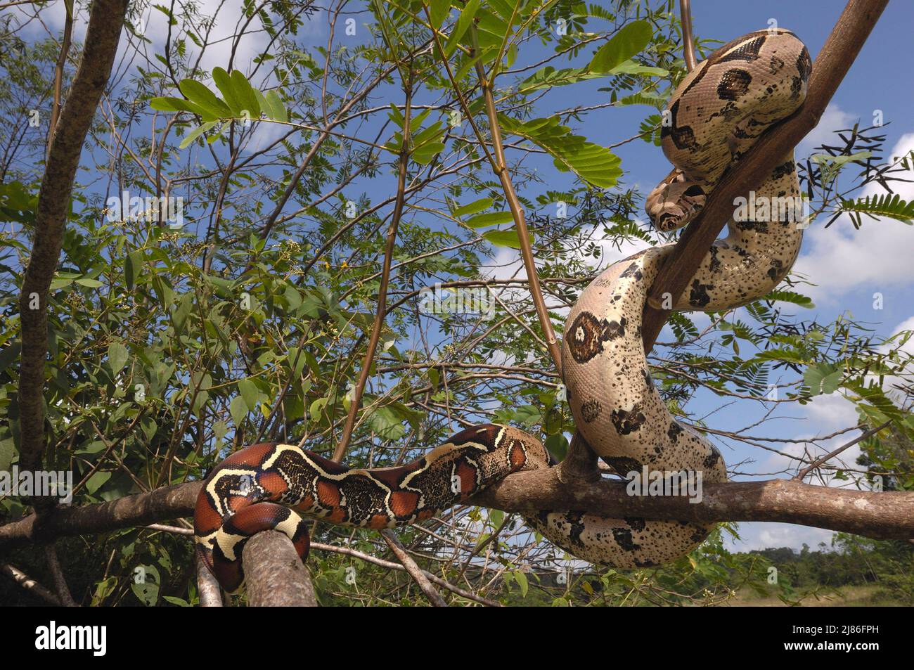 Boa constrictor eating rainforest hi-res stock photography and images ...