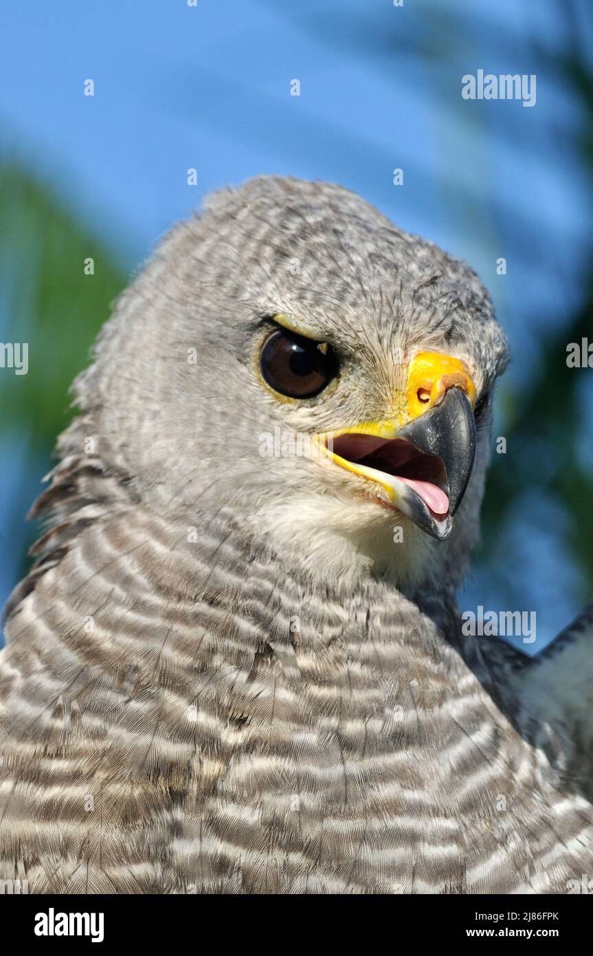 Nitidus hi-res stock photography and images - Alamy