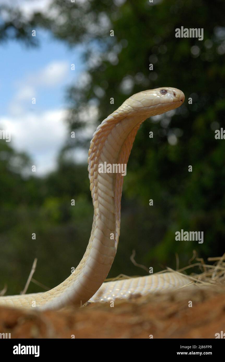 Monocled cobra albino ; born in captivity Stock Photo - Alamy
