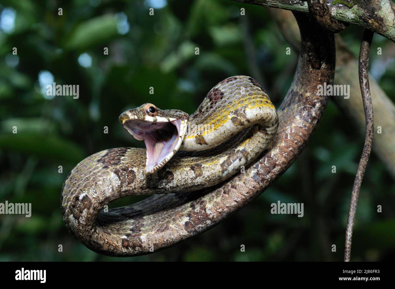 Portrait of Puffin Snake on branch French Guiana Stock Photo - Alamy