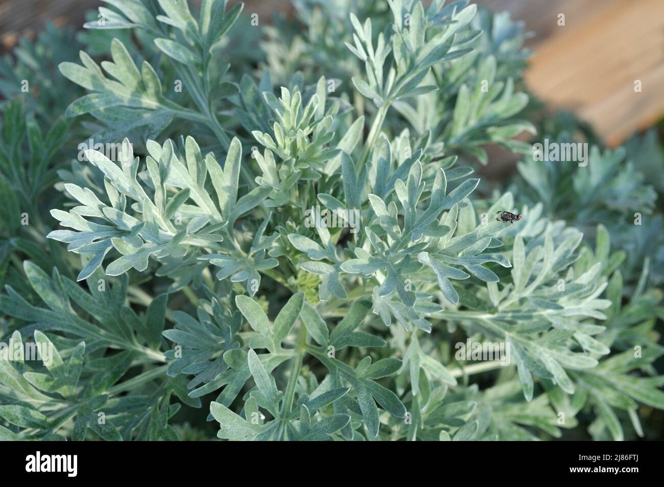 Wormwood growing hi-res stock photography and images - Alamy