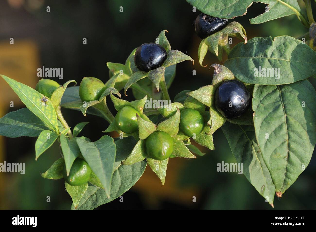 Deadly nightshades atropa belladona hi-res stock photography and images ...