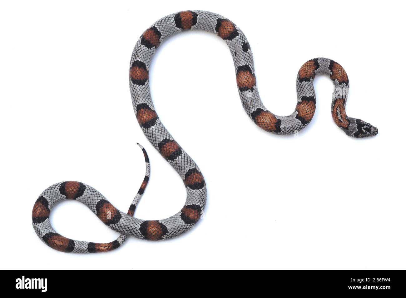 Grey-banded kingsnake in white background Stock Photo - Alamy