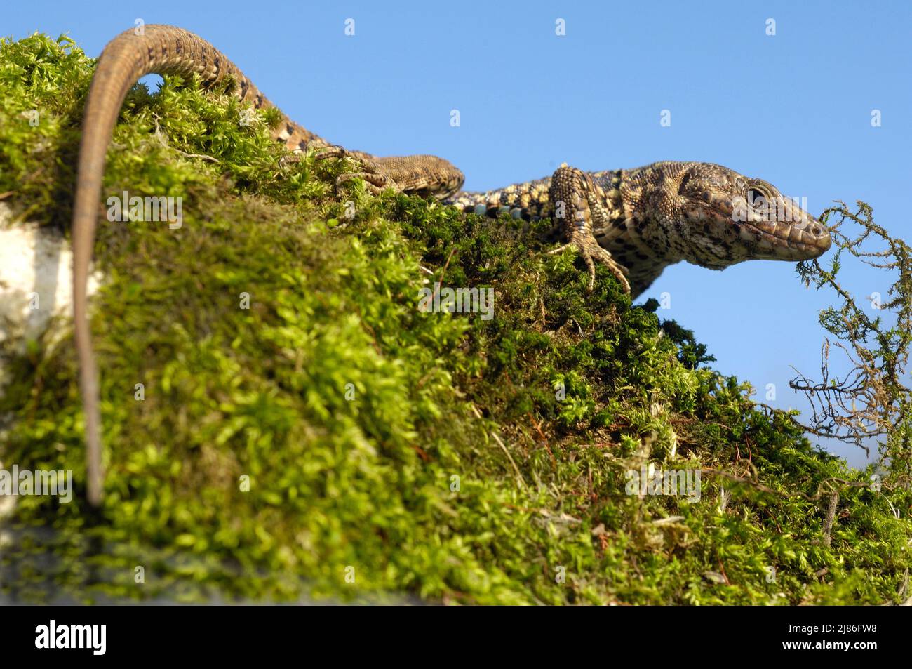 Common Wall Lizard male on moss Poitou France Stock Photo - Alamy