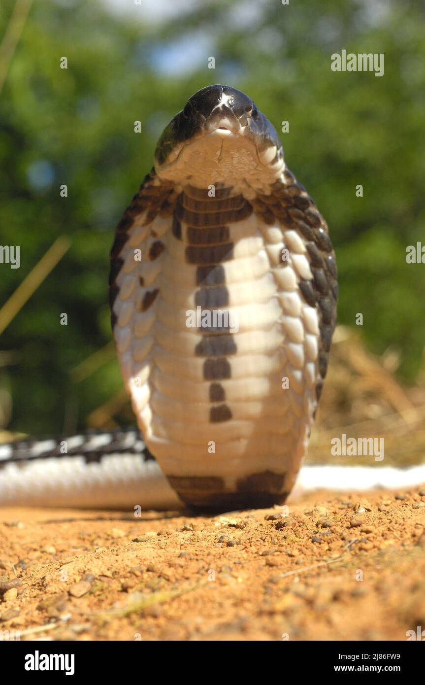 Portrait of Indochinese spitting cobra Stock Photo - Alamy
