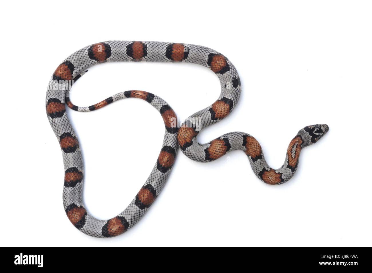 Grey-banded kingsnake in white background Stock Photo - Alamy