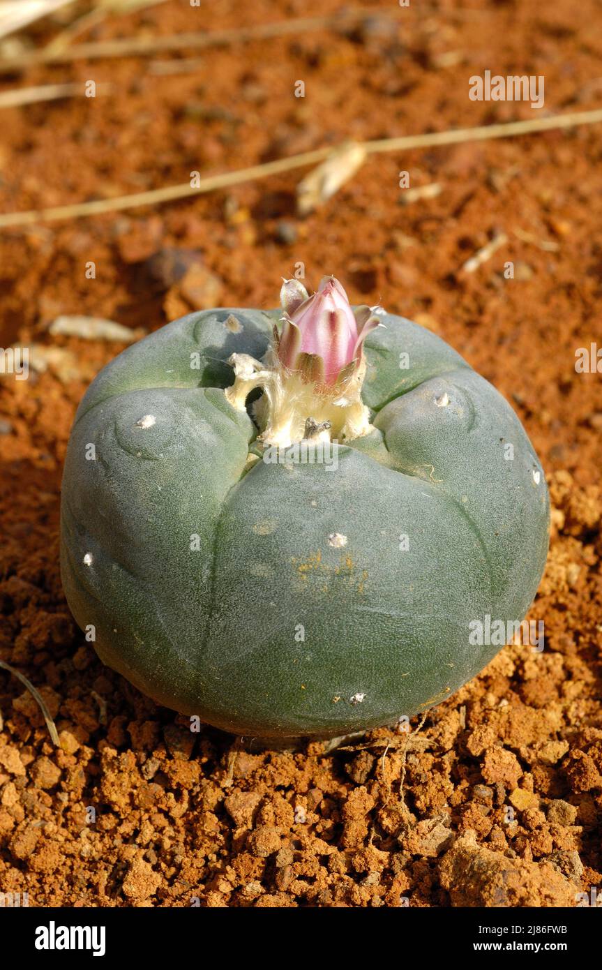 Lophophora williamsii cactus hi-res stock photography and images - Alamy