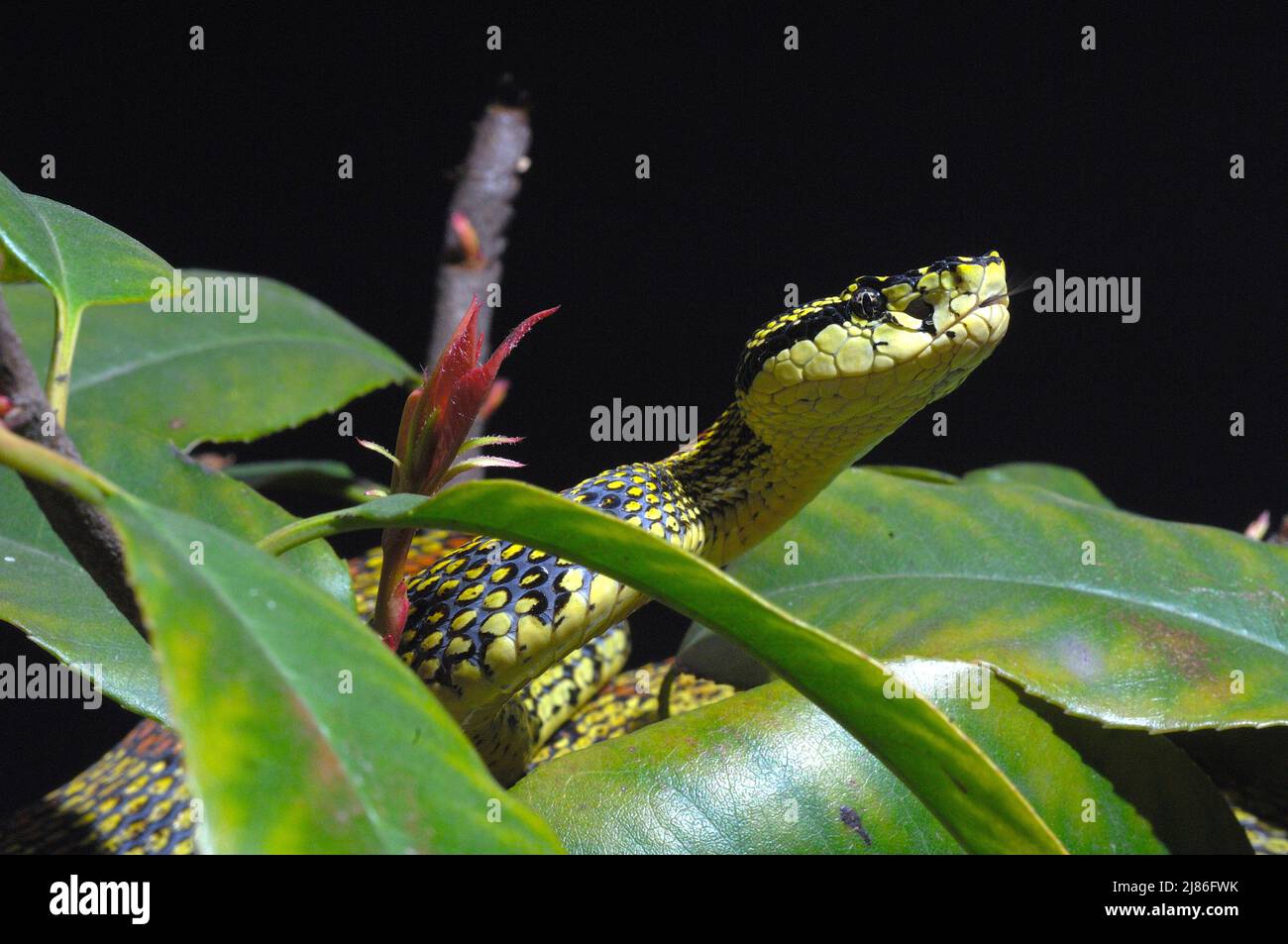 Portrait of Red-spotted pit viper on foliage China Stock Photo - Alamy