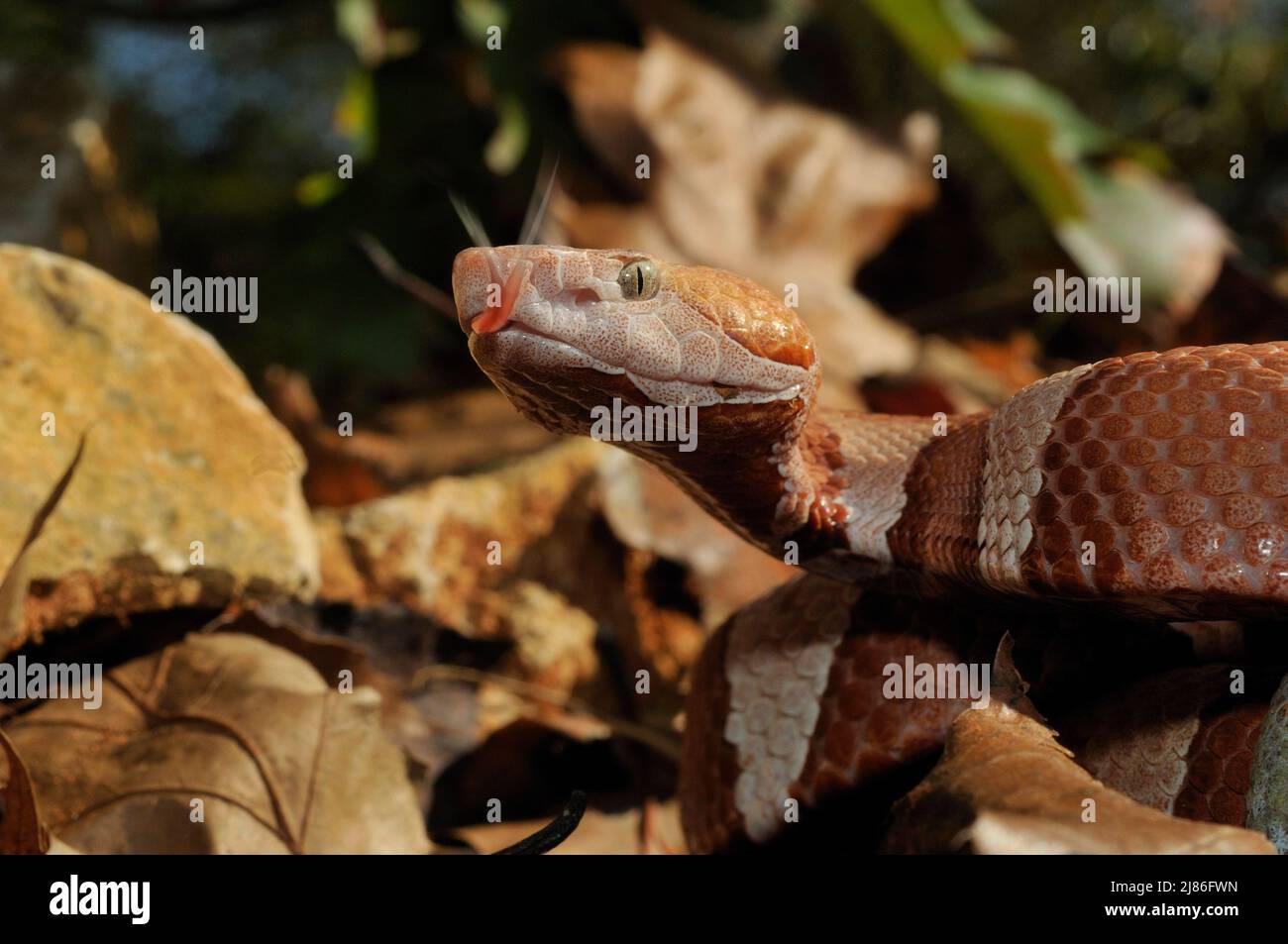 Portrait of Copperhead USA Stock Photo - Alamy