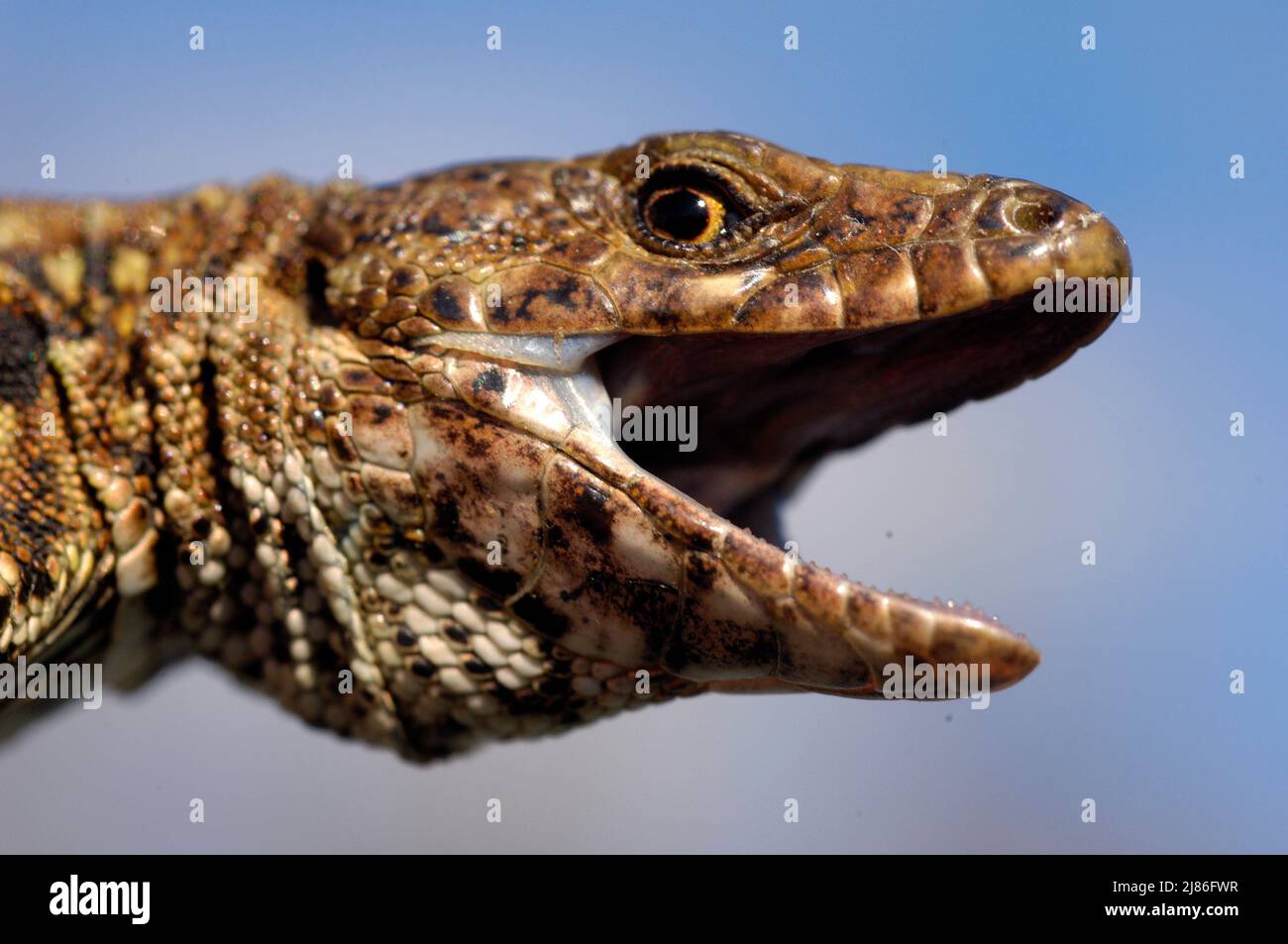 Portrait of Common Wall Lizard male Poitou France Stock Photo - Alamy