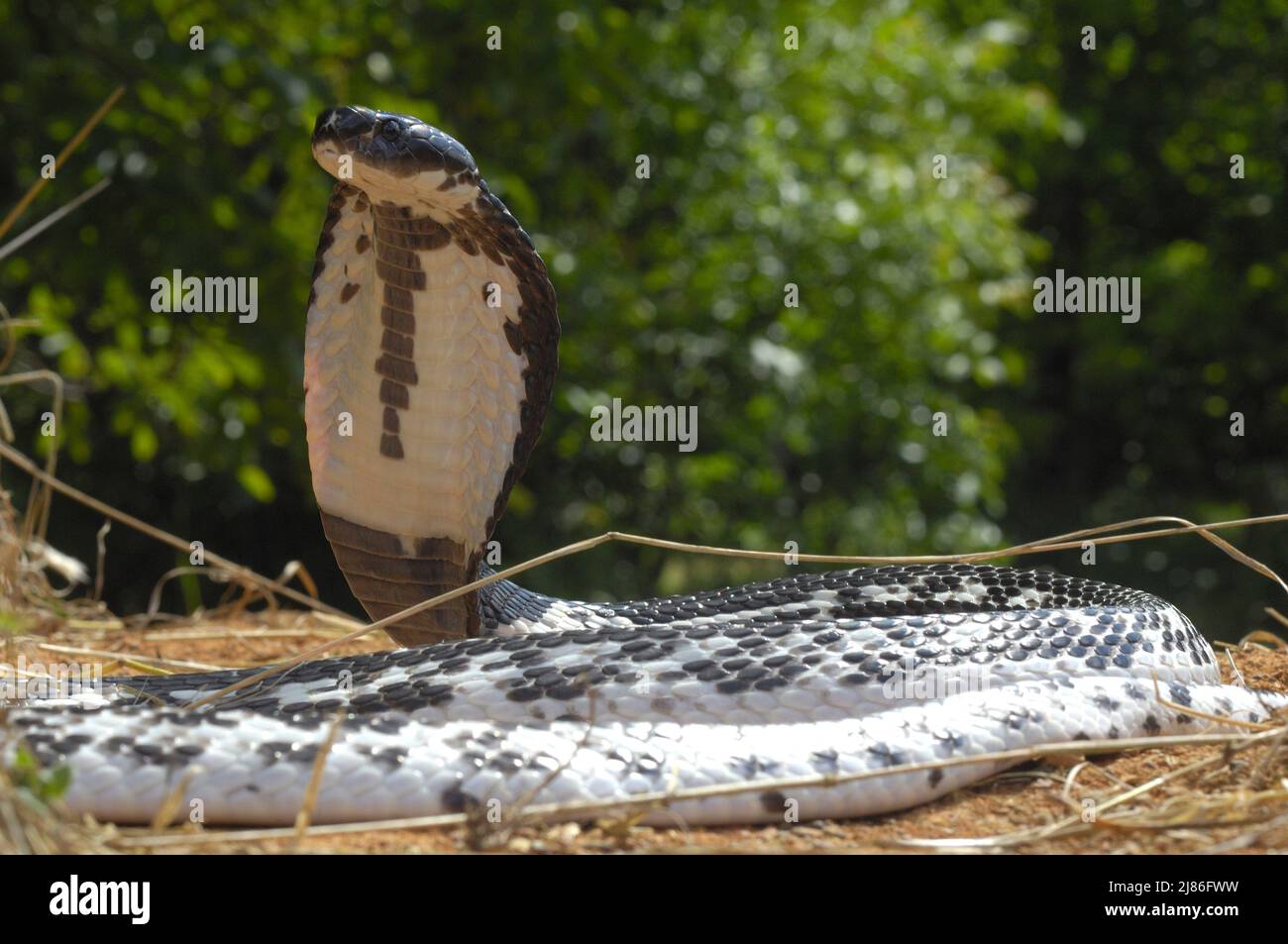 Indochinese spitting cobra Stock Photo - Alamy