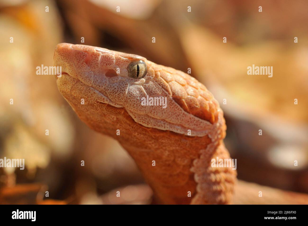Portrait of Copperhead USA Stock Photo - Alamy