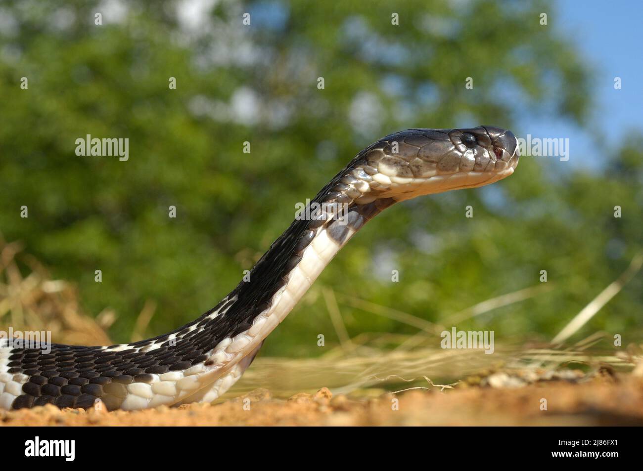 Portrait of Indochinese spitting cobra Stock Photo - Alamy