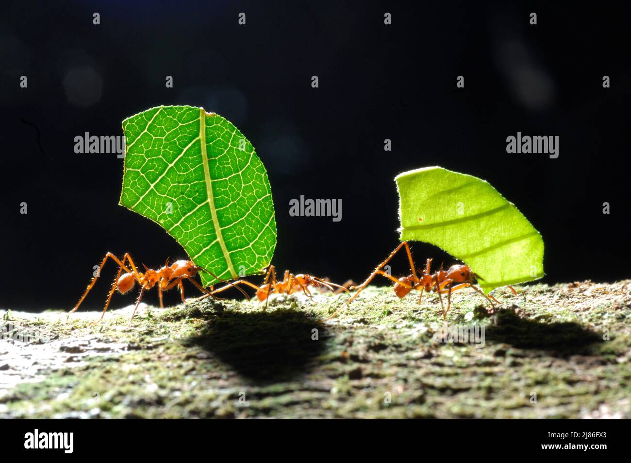 Leaf-cutter ants carrying leaves Bolivia Stock Photo - Alamy