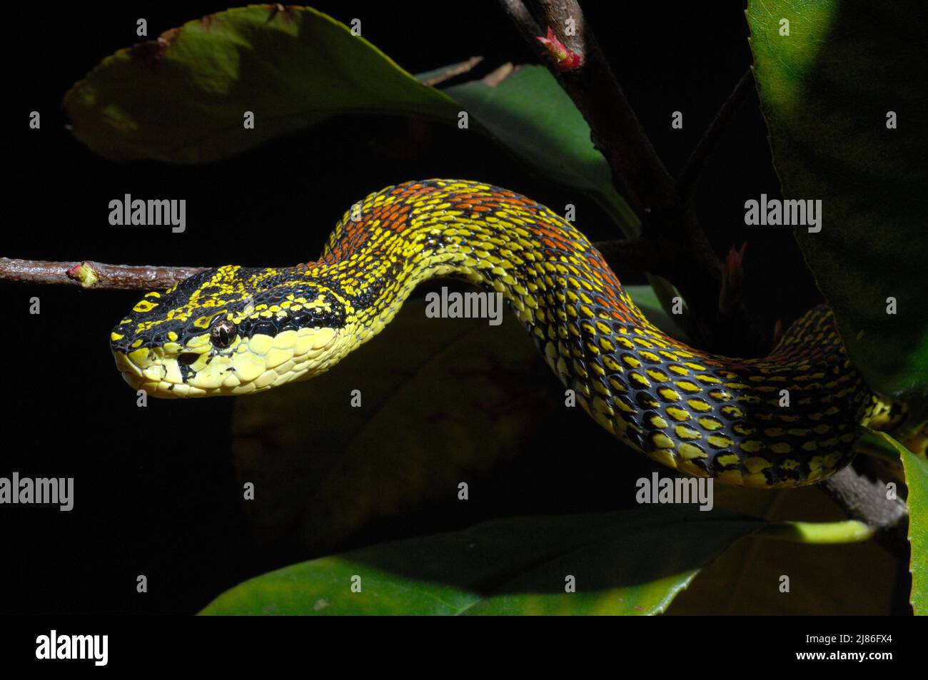 Portrait of Red-spotted pit viper on foliage China Stock Photo - Alamy