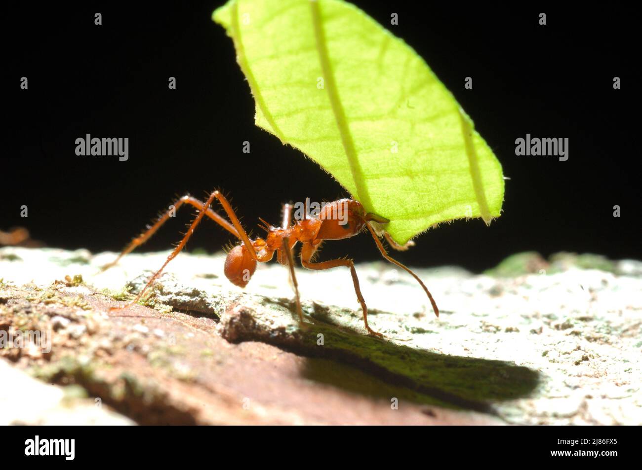 Leaf-cutter ant carrying a leaf Bolivia Stock Photo - Alamy