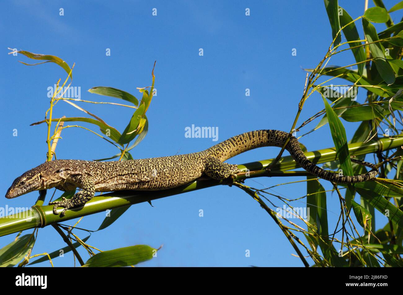 Timor monitor in Bamboo stem Indonesia Stock Photo - Alamy