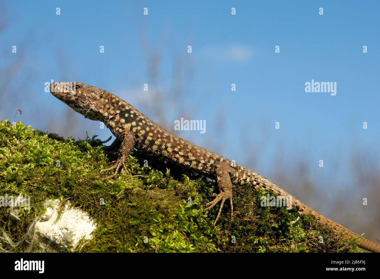 Common Wall Lizard on moss Poitou France Stock Photo - Alamy