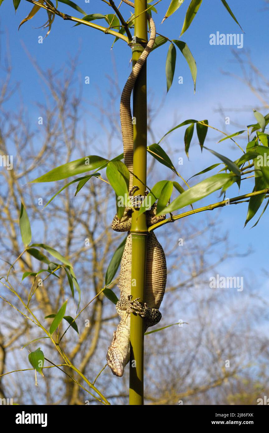 Portrait of Timor monitor in Bamboo stem Indonesia Stock Photo - Alamy